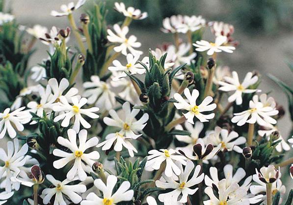 Night Blooms – Creating a Midnight Garden | Moonglow – Moonglow Australia